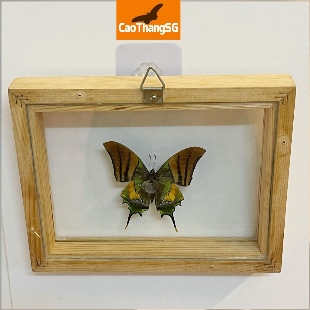 Blue Butterfly Specimen Painting | Shopee Malaysia