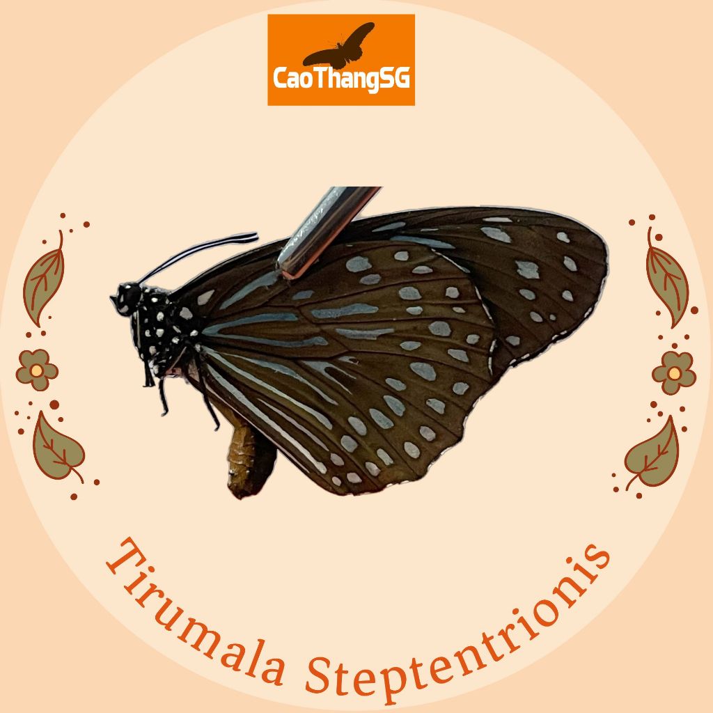 Butterfly Specimen - Dark Blue Tiger Tirumala Septentrionis | Shopee ...