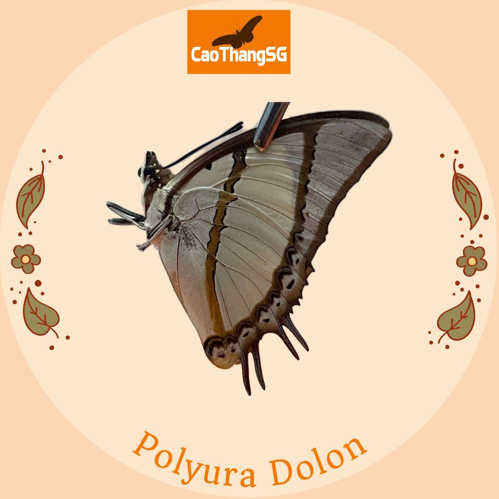 Butterfly Specimen - Polyura Dolon | Shopee Malaysia