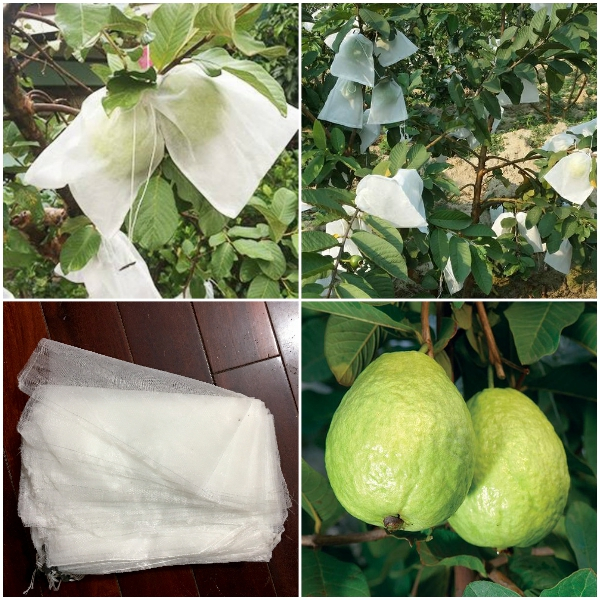 Set of 200 insect-proof guava and custard apple fruit bags with ...