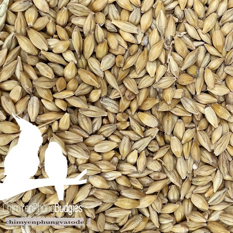 500gr nutritious barley/barley seeds for Hamsters, Ornamental Chickens ...