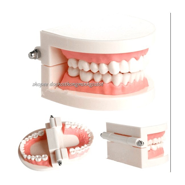 High QUALITY FAKE TEETH MODEL - opening and closing with locking latch ...