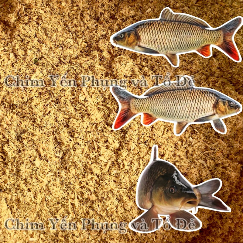 1kg of shrimp/fish powder (100% pure) used as bait for fishing drift ...