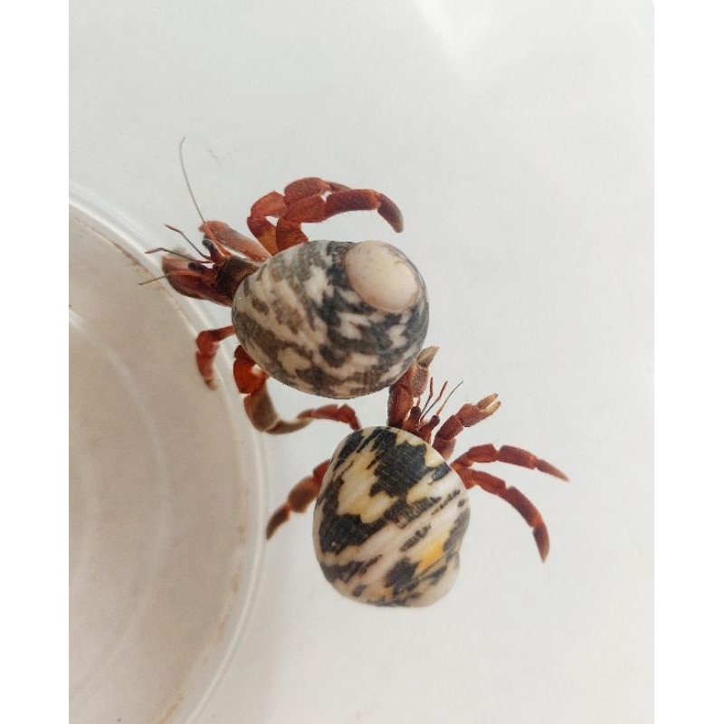 Combo of 2 RUGO hermit crabs size BABY/S with beautiful shell | Shopee ...