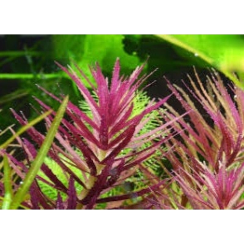 N&T - purple wood (20 shallow leaf branches) | Shopee Malaysia