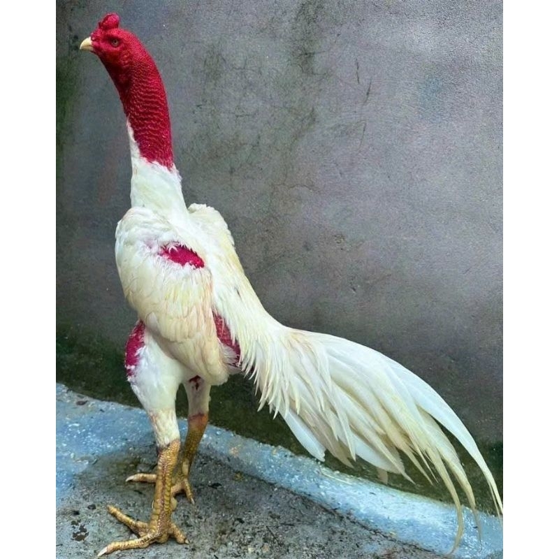 3d stuffed animal - ROCKING CHICKEN, EXERCISE CHICKEN | Shopee Malaysia