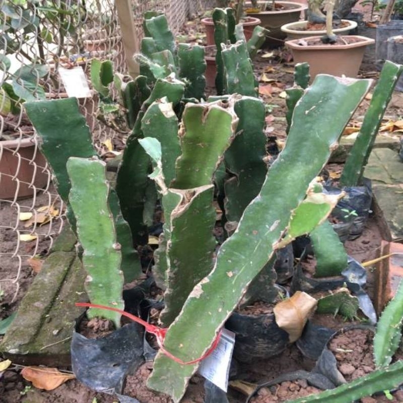 2 red-fleshed dragon fruit trees with soil gourd roots | Shopee Malaysia