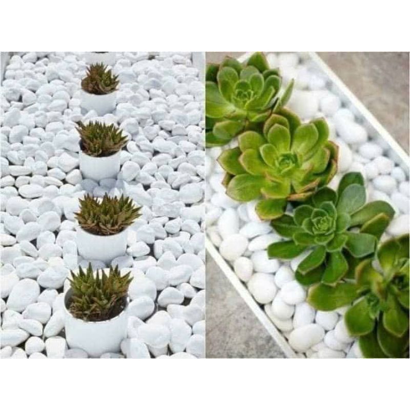 White pebbles covering tree stumps, decorating garden landscapes, 500 ...