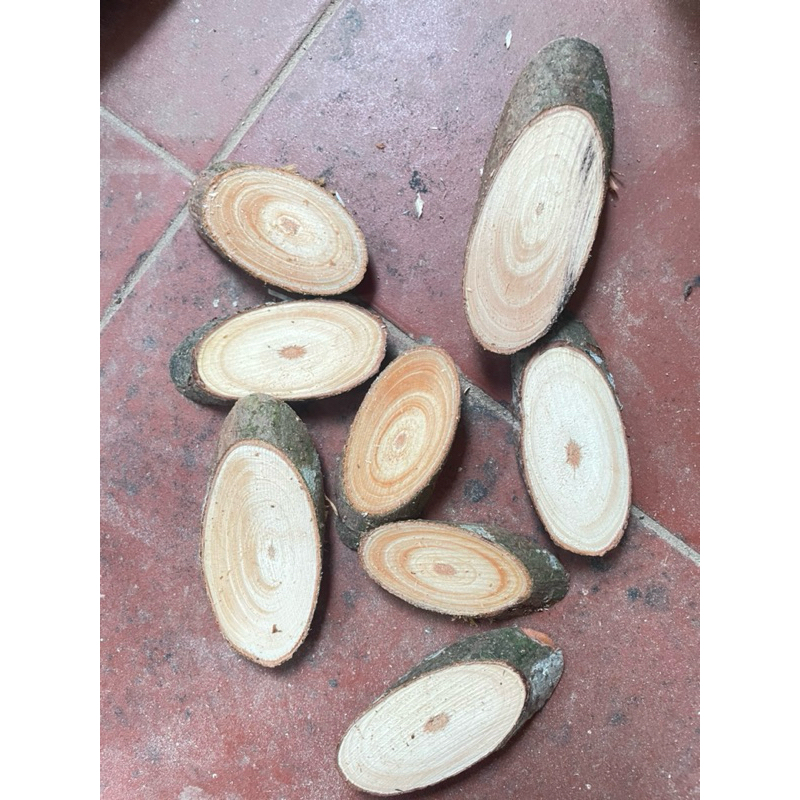 Smooth cross-cut pine wood slices used to make animals, decorations ...