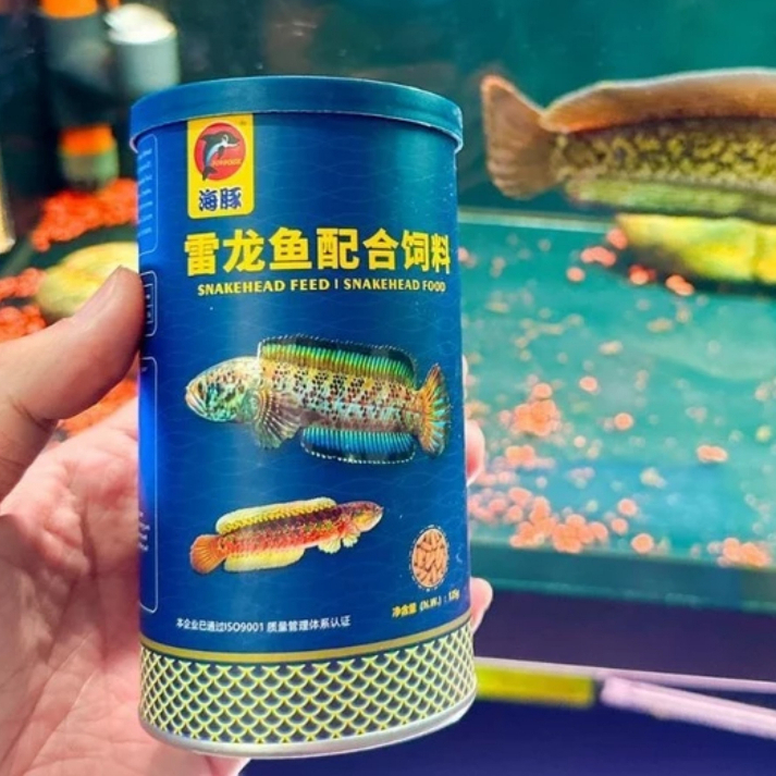 Porpoise Snakehead Fish Food - Channa Snakehead Fish Bran Brightens ...