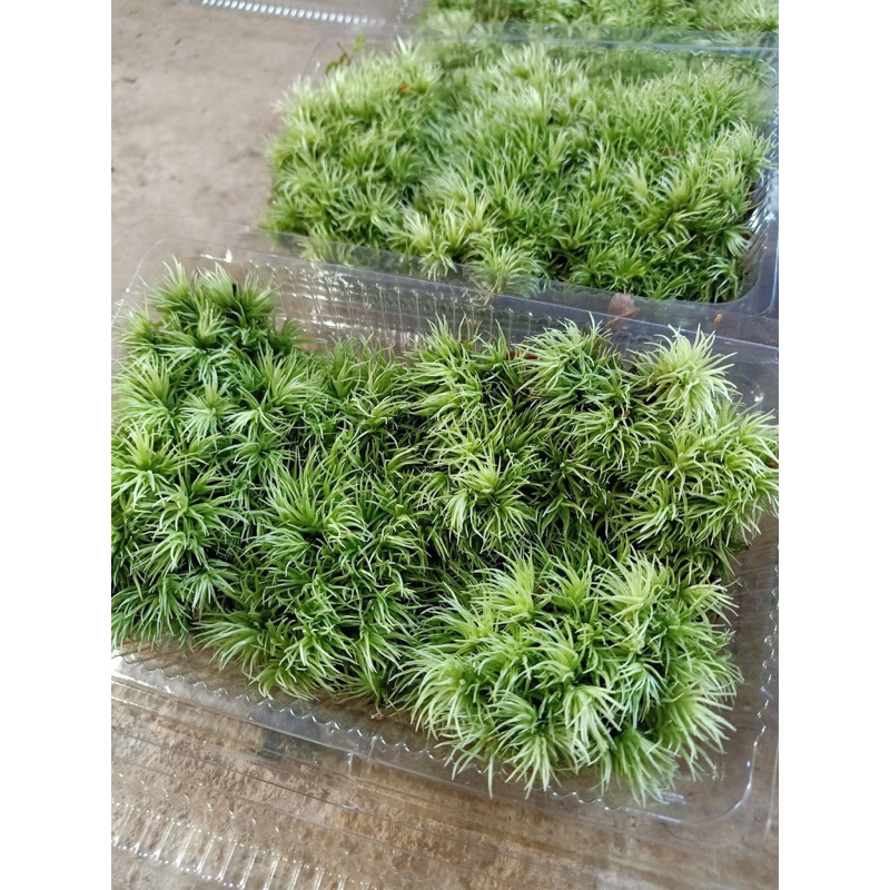 Moss and clouds Scientific name: Giga moss for terrarium, semi ...