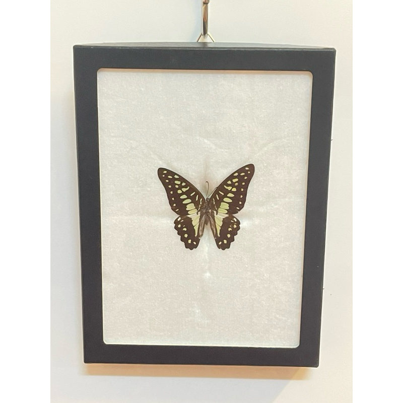 Graphium Macfarlanei Butterfly Specimen | Shopee Malaysia