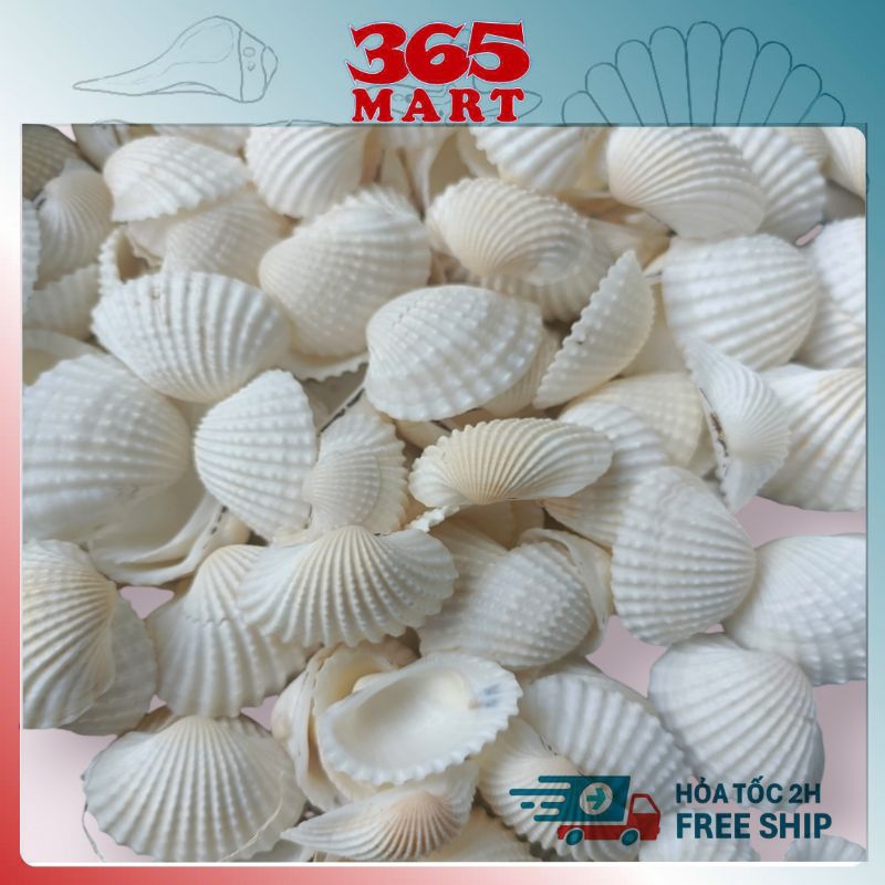 Diy handmade bleaching blood seashells 100g - Pack of 100g (40 shells ...