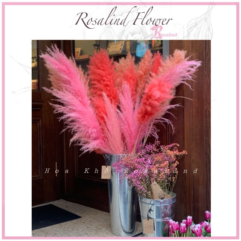 Real PHOTOS of multi-colored decorative dried reed flowers, deco photo ...
