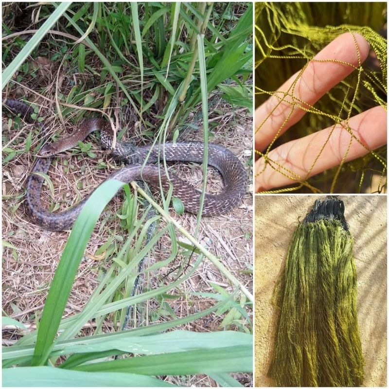 S 50m Thai snake trap net with 4p mesh to catch from 500gr to 2.5kg ...