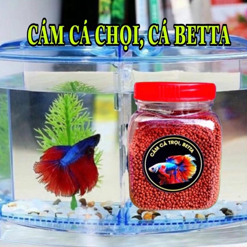 BETTA Fish Bran, Fish imported from Thailand, highly nutritious to help ...
