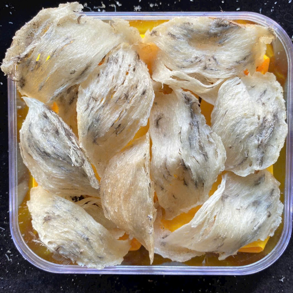 Slightly cracked raw bird's nest - Raw bird's nest with few feathers ...