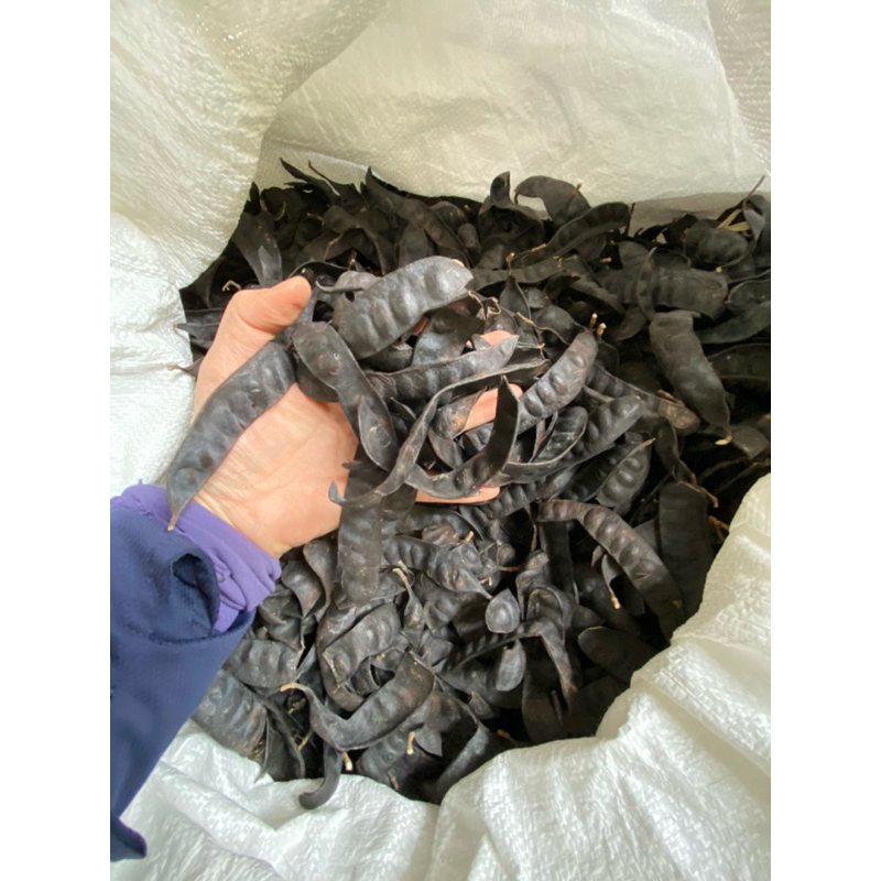 Dried locust (buckets, new crop) | Shopee Malaysia