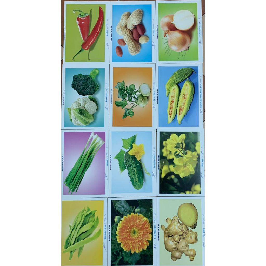 A4 size painting set with Fruit and Vegetable theme. | Shopee Malaysia