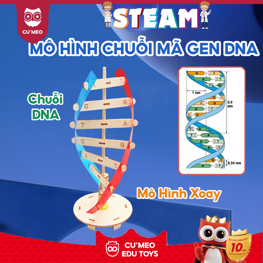 Steam Assembly Model Gene Code Chain DNA 3D assembly toy Application in science education ...