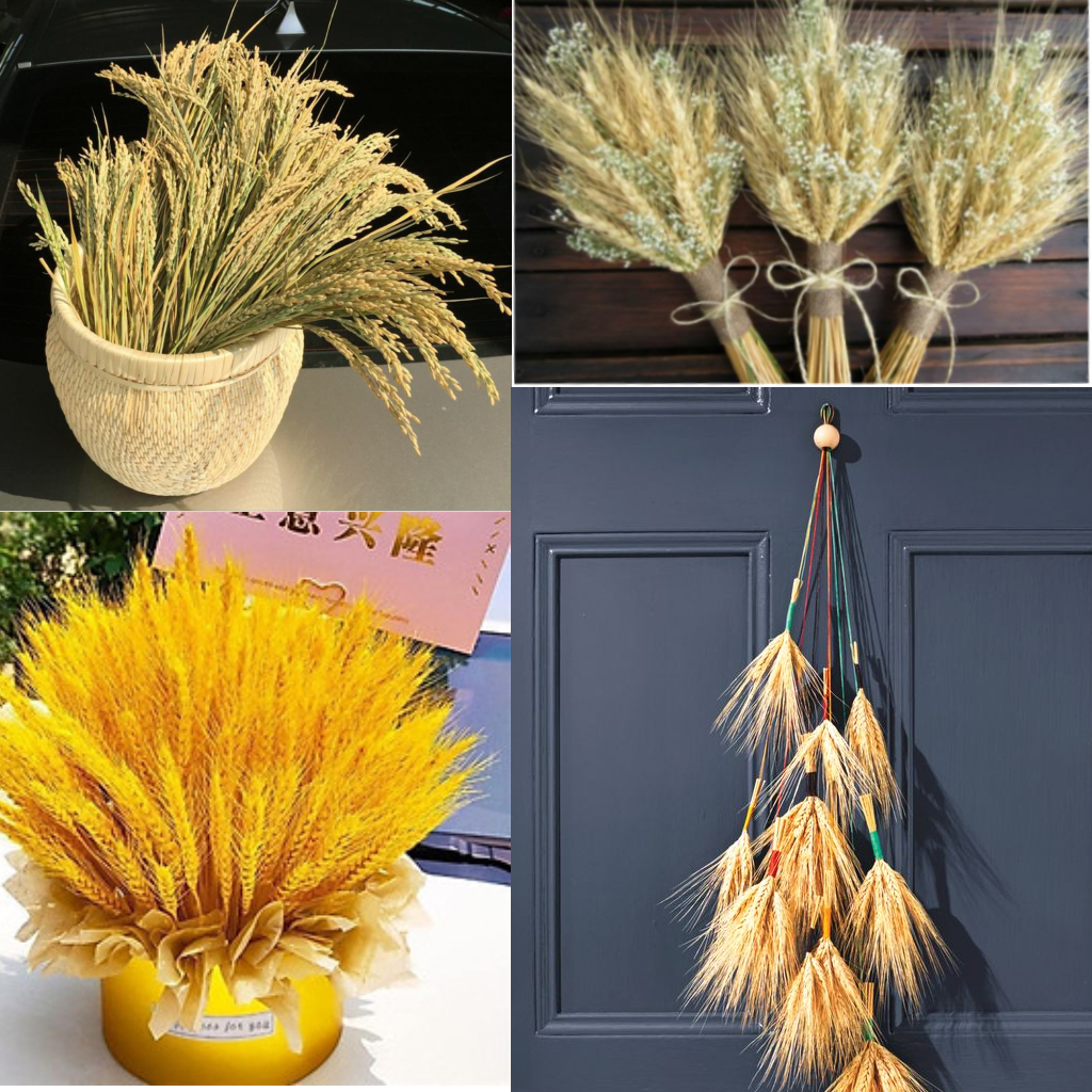 Natural Dried Barley for Photography Decoration (Bundle of 10 branches ...