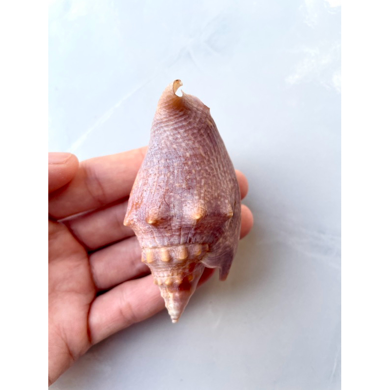 White Jumping Snail Shells - Natural Sea Snails | Shopee Malaysia