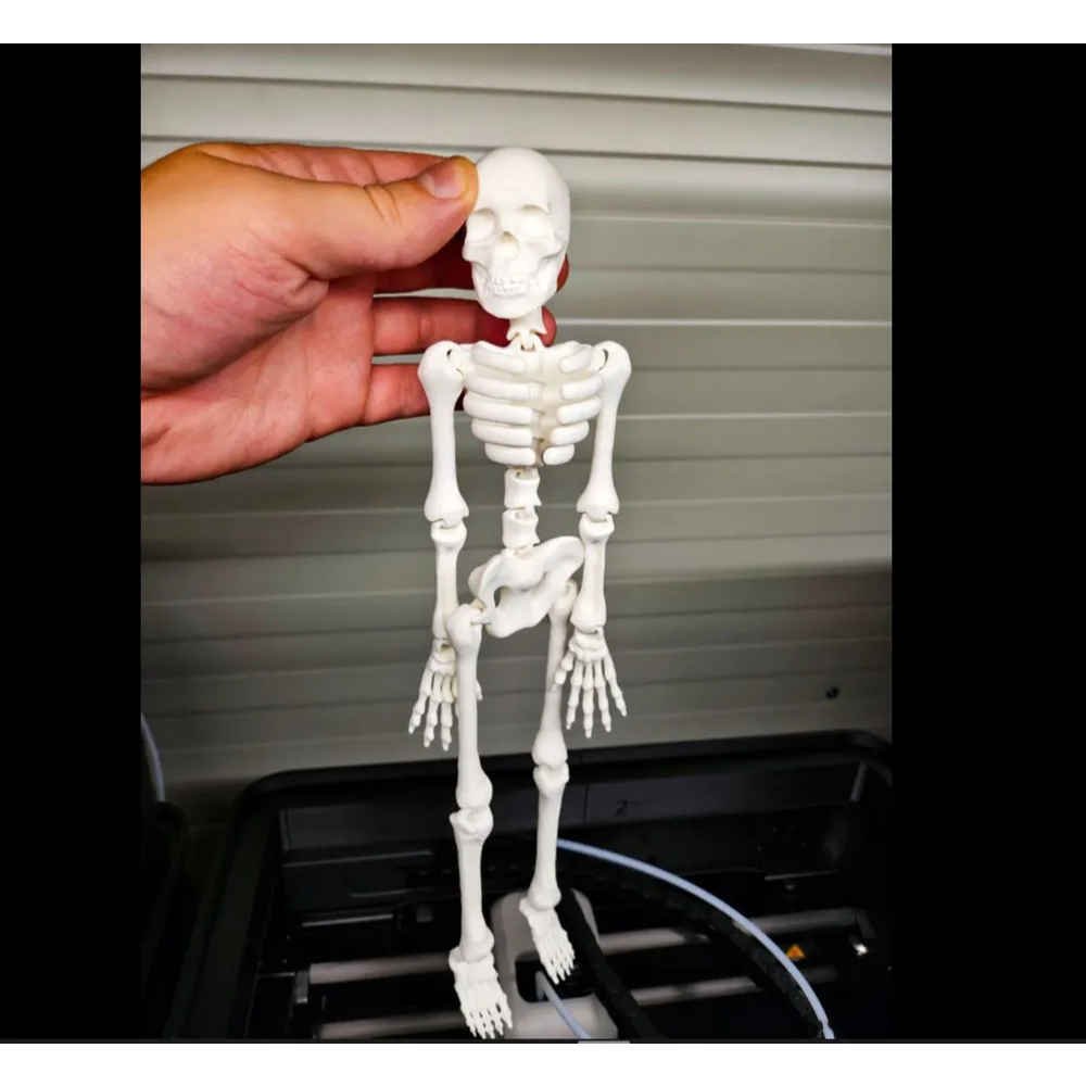 3d printed human skeleton toy model, children's toy model, bone model ...