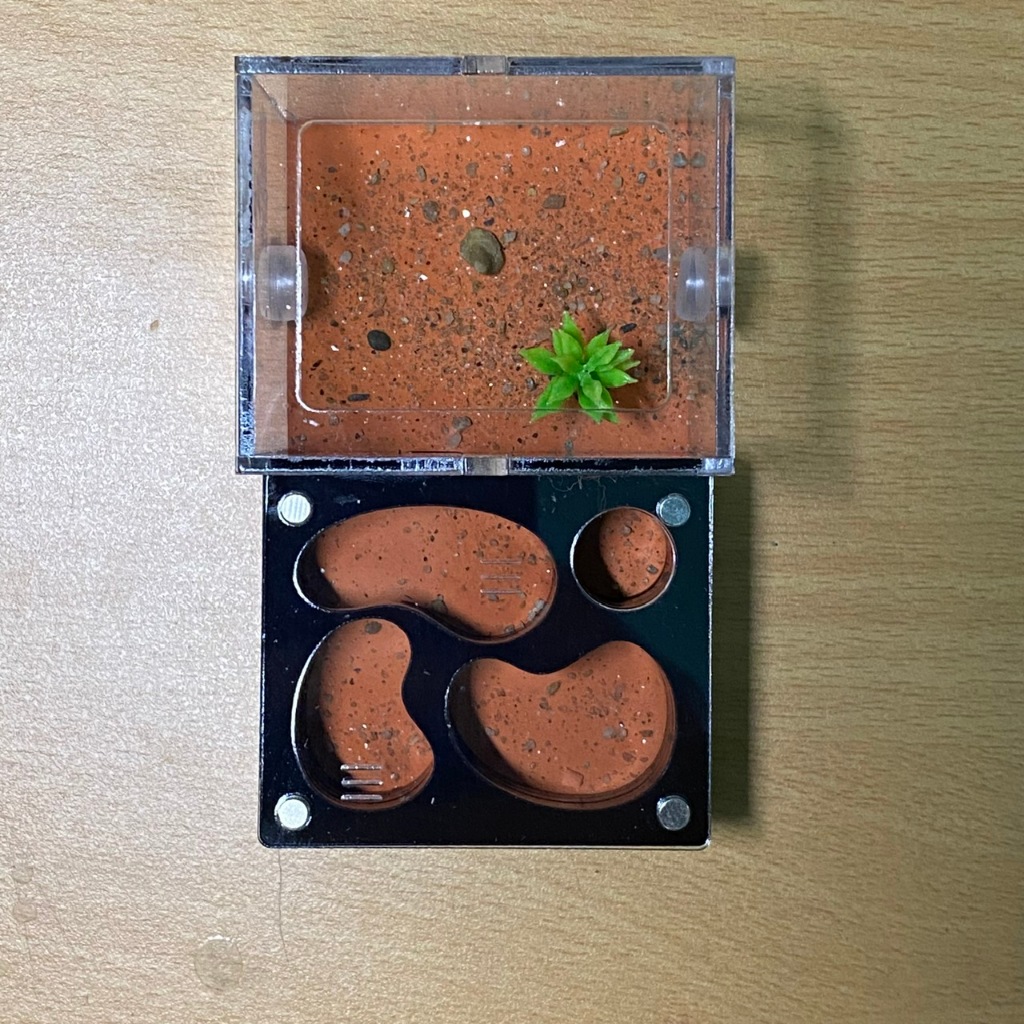 Plaster-lined Ant Tanks, Ant Nests, Plaster-Lined Mica Ant Breeding ...