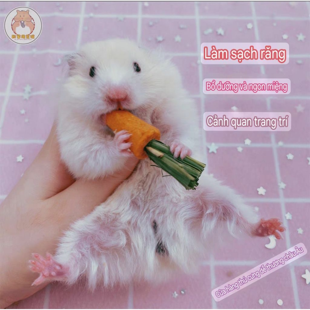 Carrots sharpen teeth, eat snacks for hamsters, rabbits, beetles, and ...