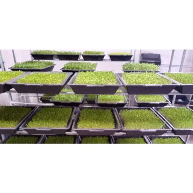 Combo of 10 sprout troughs, water collecting orchid trellis size ...