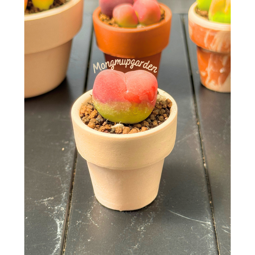[Only ship plants] 1 super beautiful pink maghanii apple lotus-lithops ...