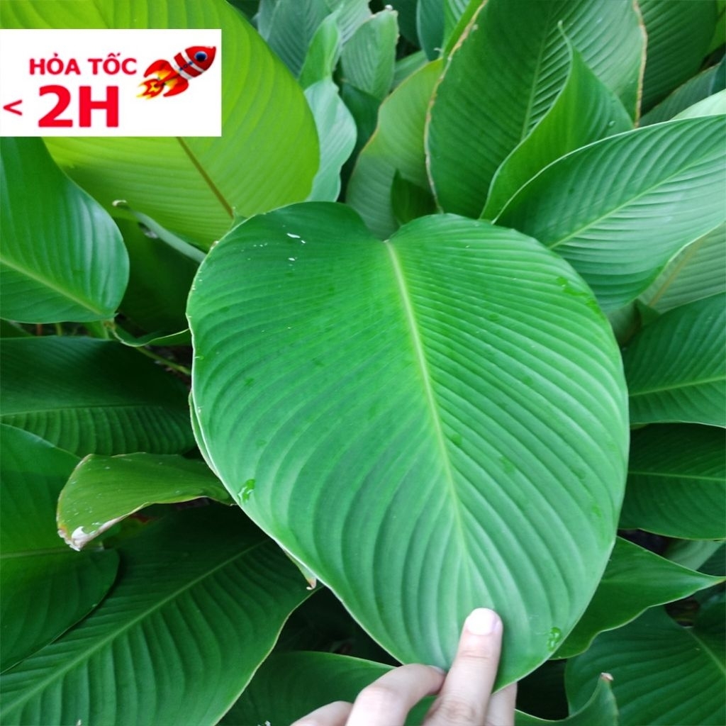 40 Medium Size Fresh Dong Leaves - Package of Banh Chung, Sticky Rice ...