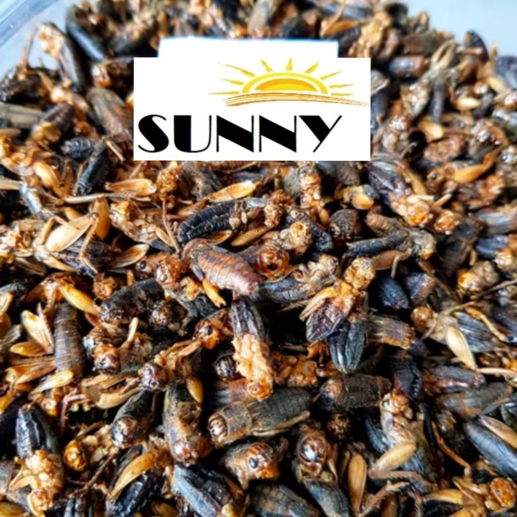 Super nutritious crispy dried Thai crickets for hamsters, squirrels ...