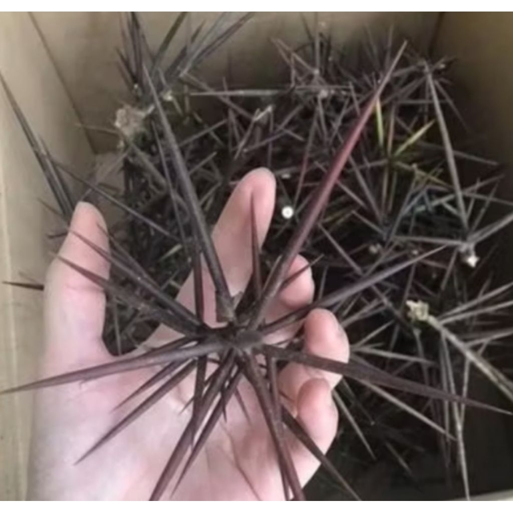 Lotus thorns (cluster thorns, feng shui thorns) | Shopee Malaysia