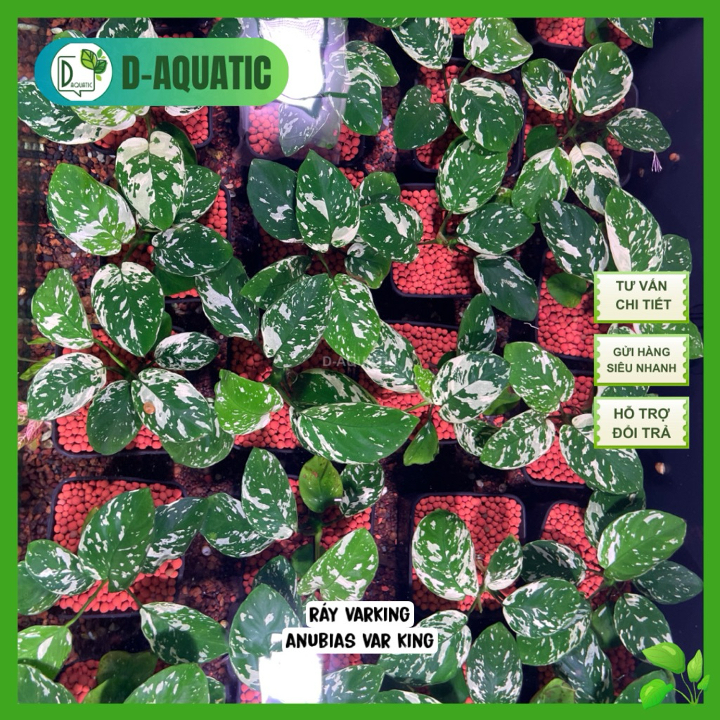 Var King small size - Anubias Varking variegated big size | Shopee Malaysia