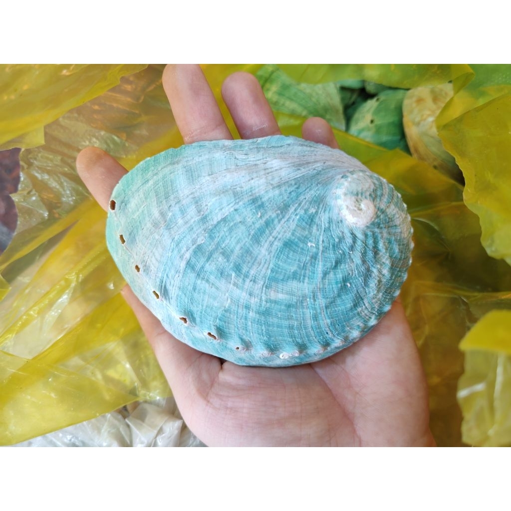 Turquoise abalone shells - Decorative seashells, food plates for snails ...
