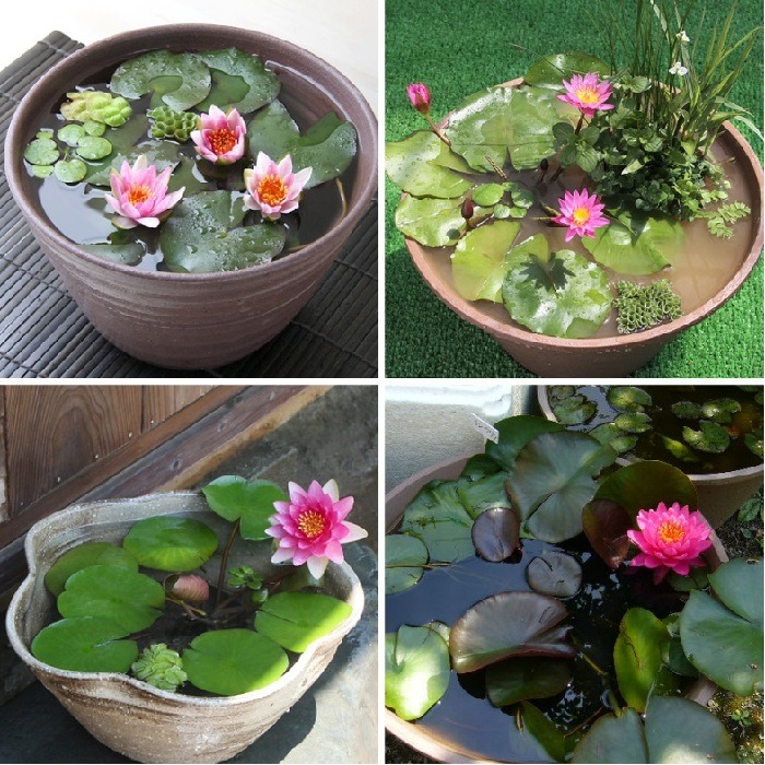Seeds or Australian Water Lily Plants change color Wanvisa | Shopee ...