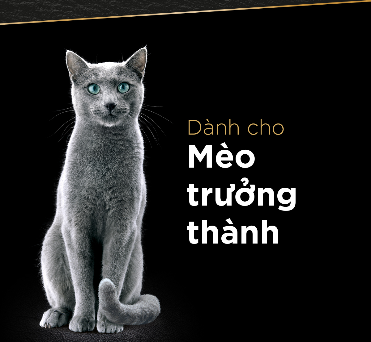 Sheba Pate for gourmet cats - Sauce adult cat food, 70g, 12 packs ...