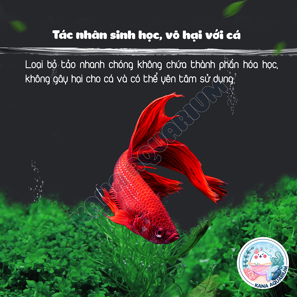 Algaecide Prevents Algae YEE Algae To Limit Algae Safe And Harmless ...