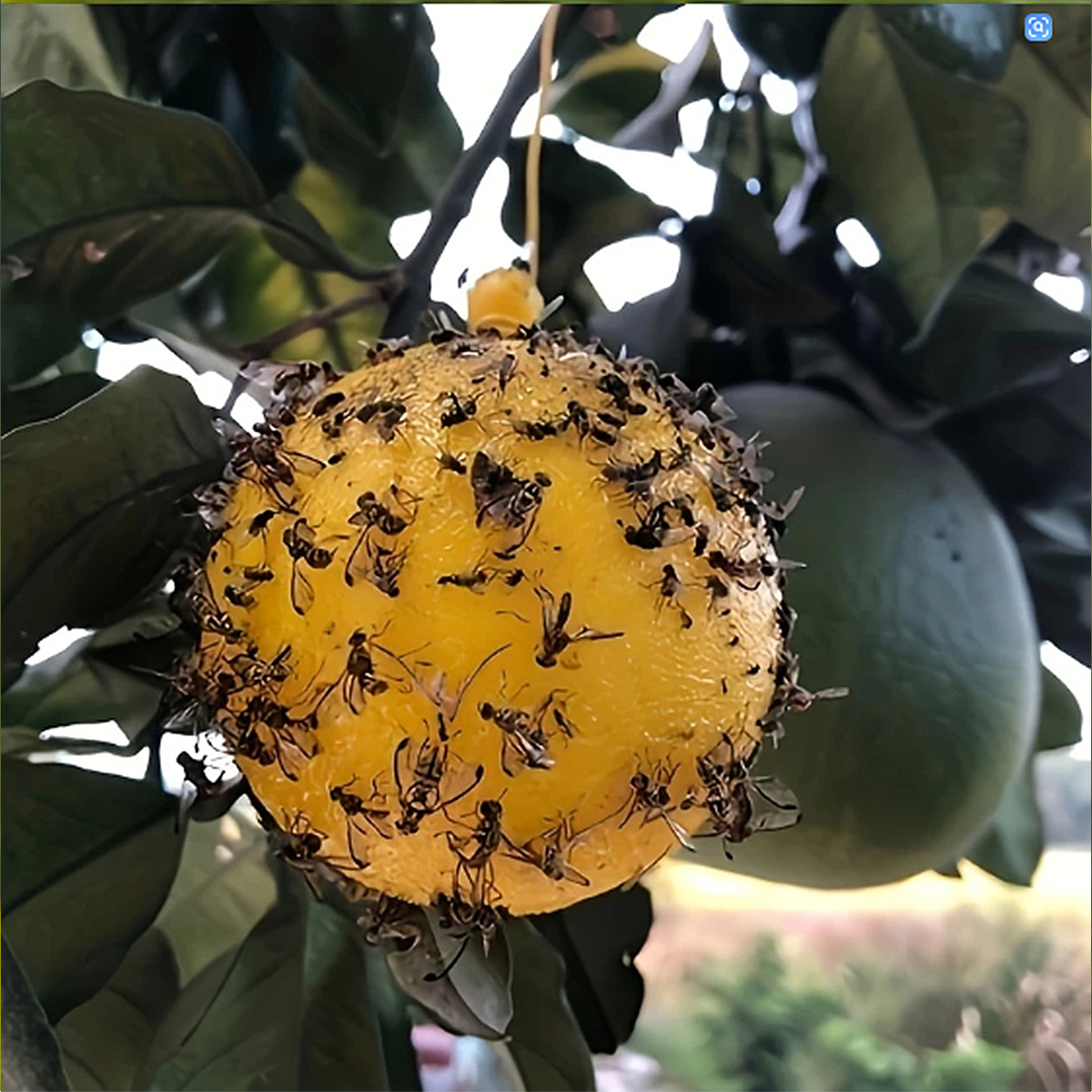 Sticky Trap Balls for Flies, Mosquitoes, Yellow Bees, Vinegar Flies and ...