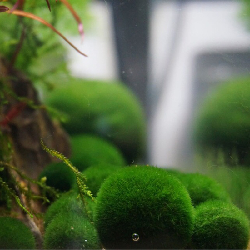 Marimo happy algae for you to release aquariums to decorate your desk ...