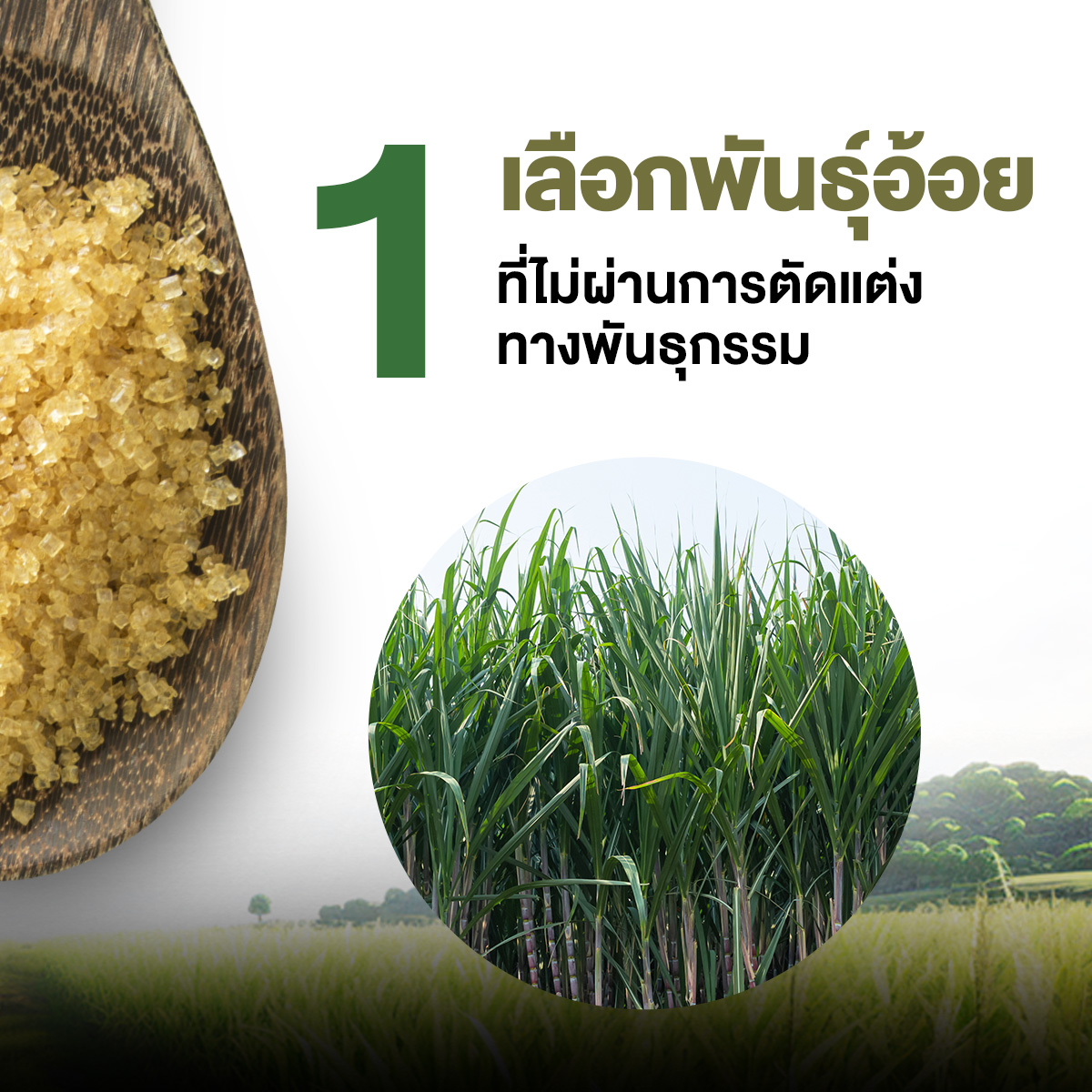 Set 05 Kg Thai Wangkanai Organic Cane Sugar EU, USDA, JAS Standards ...