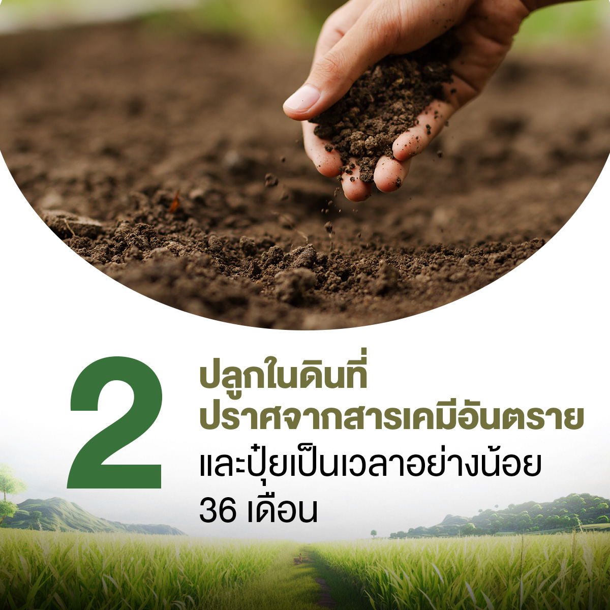 Set 05 Kg Thai Wangkanai Organic Cane Sugar EU, USDA, JAS Standards ...