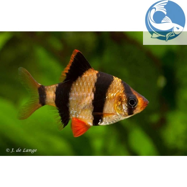 Xecan Fish With Black Stripes, Yellow Stripes | Shopee Malaysia