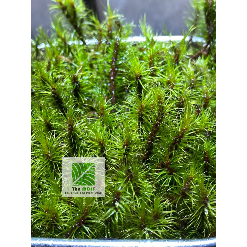 Dicranum Scoparium moss decorates terrariums, miniatures, semi ...