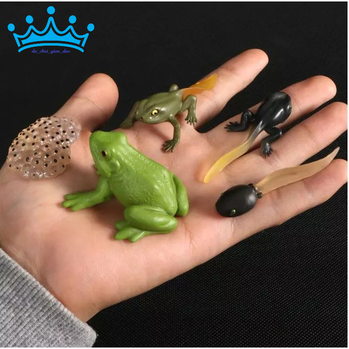 Frog Life Cycle Model - Frog Life Cycle | Shopee Malaysia