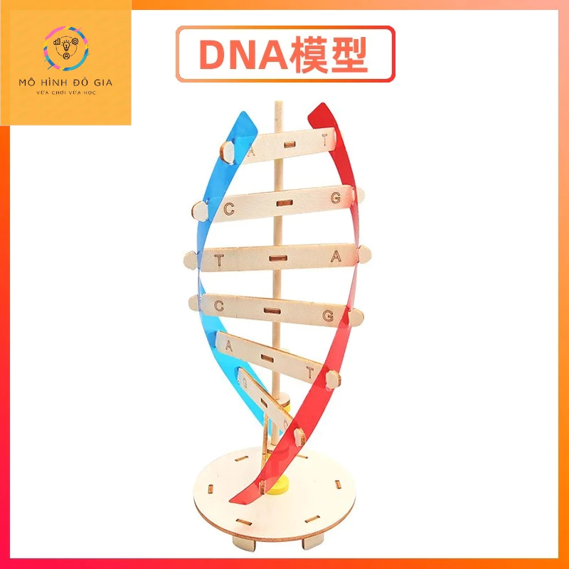 Stem model DNA chain model for DIY children's education | Shopee Malaysia
