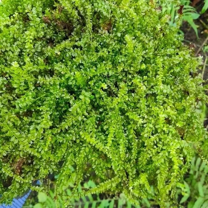 Thyme moss used in terrariums, semi-terrariums, paludariums, collecting ...